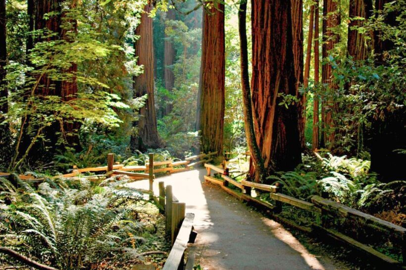 From San Francisco: Muir Woods and Sausalito Half-Day Trip - Final Thoughts