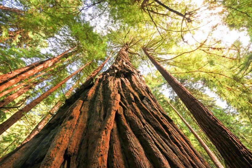 From San Francisco: Muir Woods and Sausalito Half-Day Trip - In The Sum Up