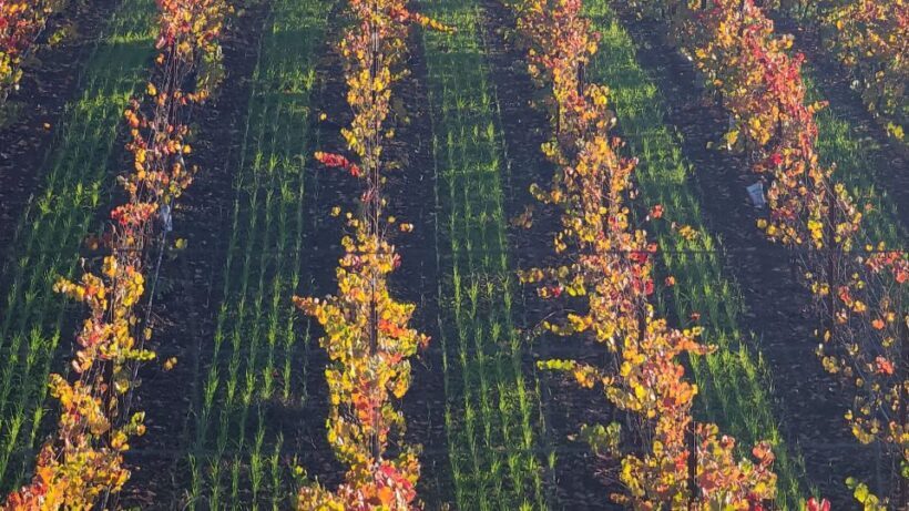 From San Francisco: Napa and Sonoma Private Wine Tour - An In-Depth Look at the Experience
