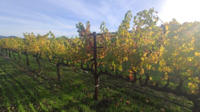 From San Francisco: Napa and Sonoma Private Wine Tour - What do Travelers Say?