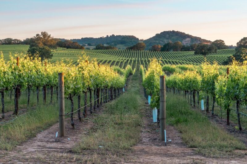 From San Francisco: Napa & Sonoma Valley Full-Day Wine Tour - FAQ
