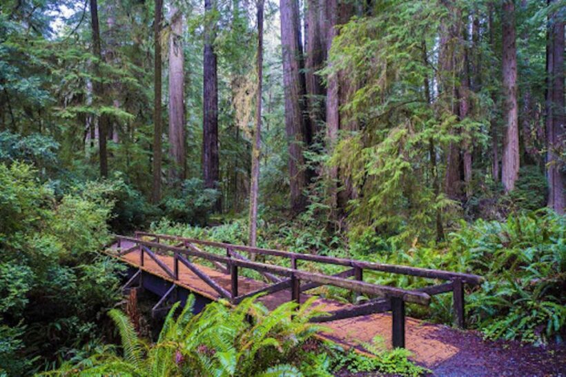 From San Francisco: Private Muir Woods and Napa Wine Tour - Why This Tour Is a Great Choice