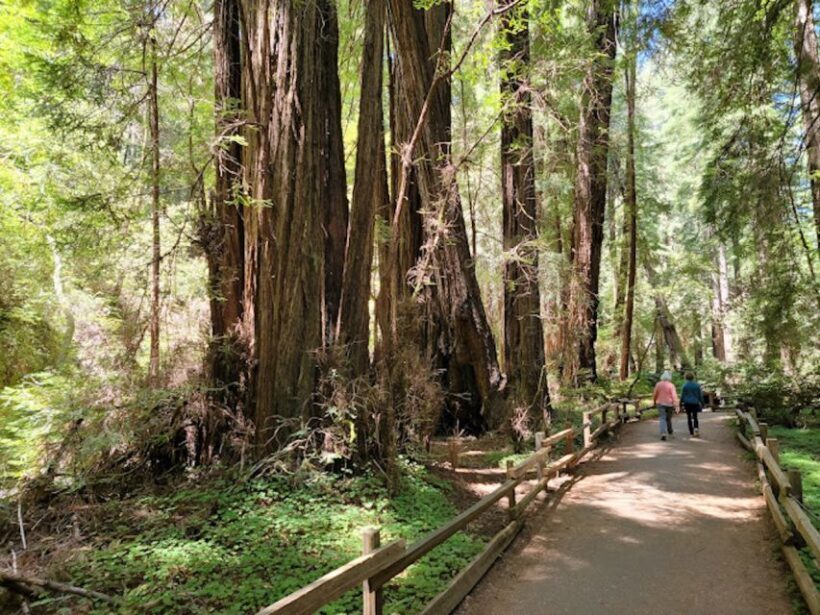 From San Francisco: Private Muir Woods and Napa Wine Tour - Final Thoughts