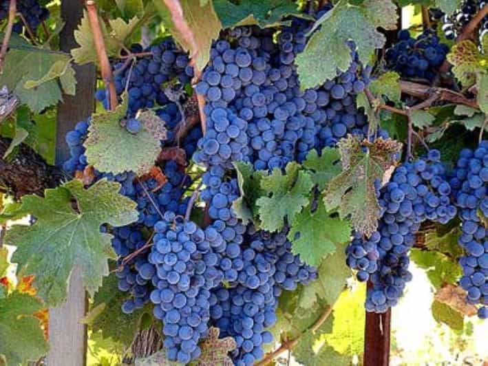 From San Francisco: Private Wine Tour to Guerneville - Value and Who Should Consider This Tour