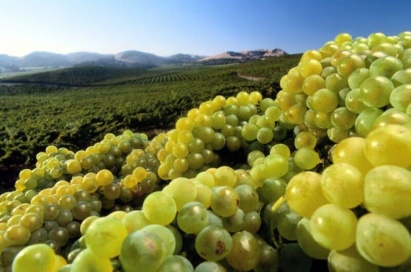From San Francisco: Private Wine Tour to Guerneville - FAQ