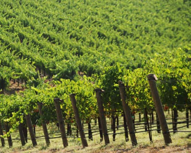 From San Francisco: Santa Rosa Wine Tasting Tour - Why This Tour Offers Great Value