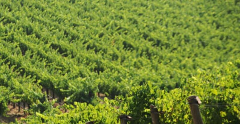From San Francisco: Santa Rosa Wine Tasting Tour - Who Should Consider This Tour?