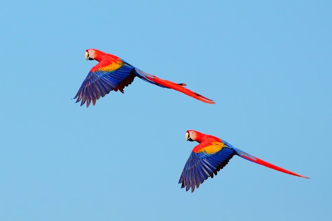 From San José: Carara National Park and Tárcoles River Tour - Knowledgeable Guides and Small Group Size