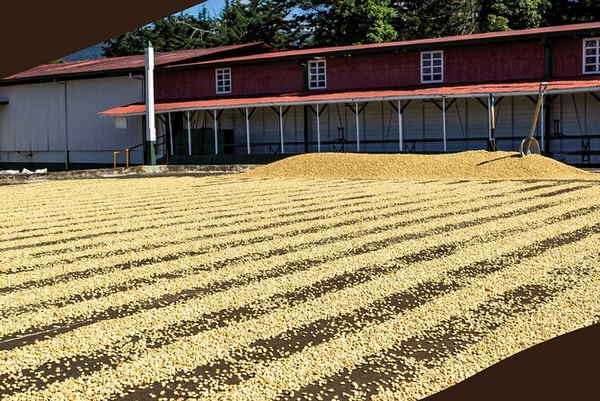 From San José: Poás Volcano Crater, Coffee Tour and Breakfast - Key Points