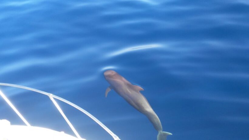 From San Juan beach : Marine Life Cruise - From San Juan Beach: Marine Life Cruise — A Detailed Review