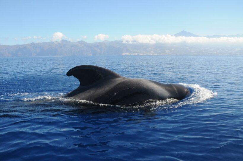 From San Juan beach : Marine Life Cruise - An In-Depth Look at the Marine Life Cruise from San Juan Beach