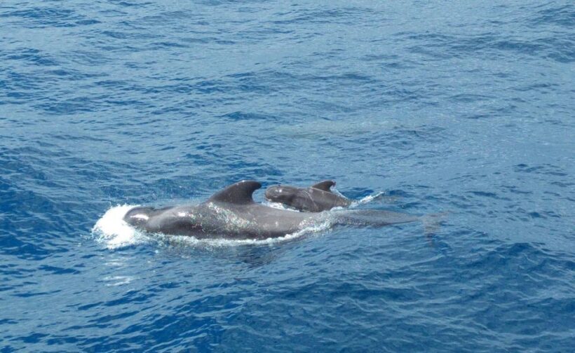 From San Juan beach : Marine Life Cruise - Authentic Encounters with Tenerife’s Marine Life