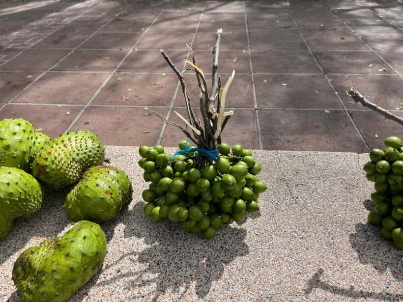 From San Juan: Full-Day Cultural Road Trip to Ponce - Final Thoughts