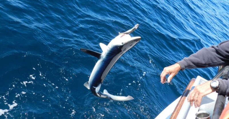 From San Leone: Private Bluefin Tuna Fishing Experience - The Itinerary: What to Expect