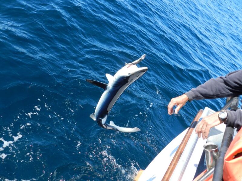 From San Leone: Private Bluefin Tuna Fishing Experience - What Travelers Say