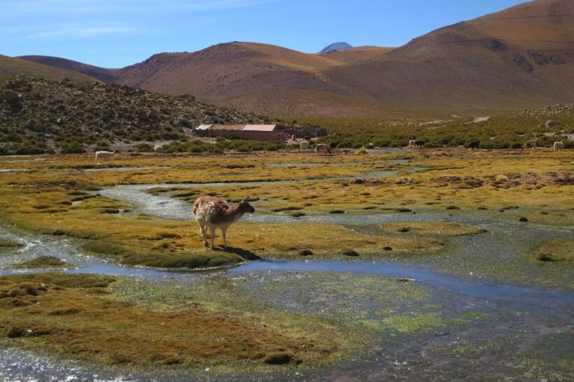From San Pedro de Atacama: Geysers del Tatio Half-Day Tour - Final Thoughts