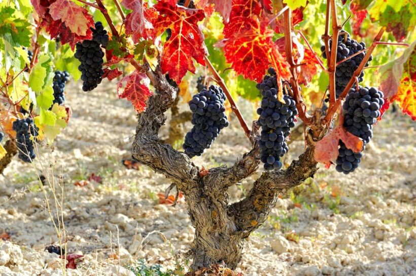 From San Sebastian/Bilbao/Vitoria: La Rioja Wineries Tour - From San Sebastian/Bilbao/Vitoria: La Rioja Wineries Tour