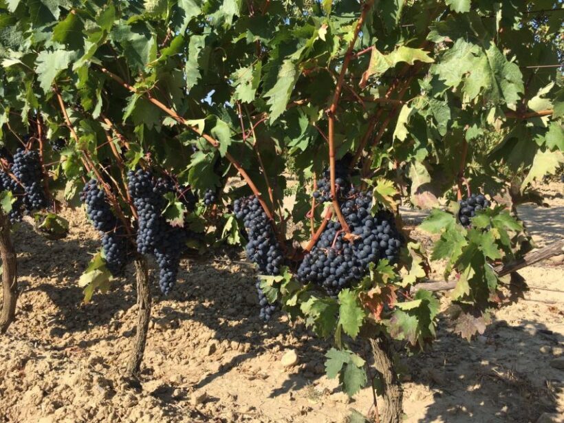 From San Sebastian/Bilbao/Vitoria: Rioja Wine Tour w/ Lunch - What’s Included and What’s Not