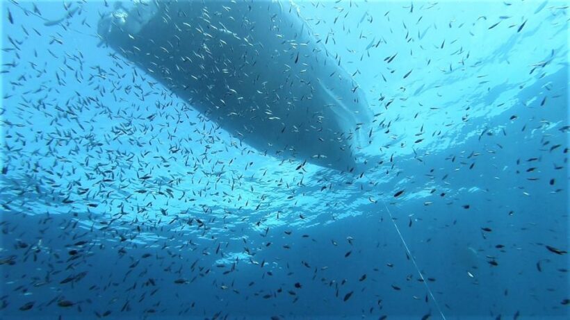 From San Teodoro: diving for experts in Tavolara and Molara - The Value Proposition