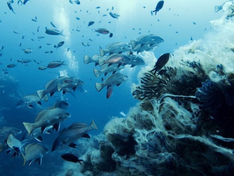 From San Teodoro: diving for experts in Tavolara and Molara - Practical Considerations