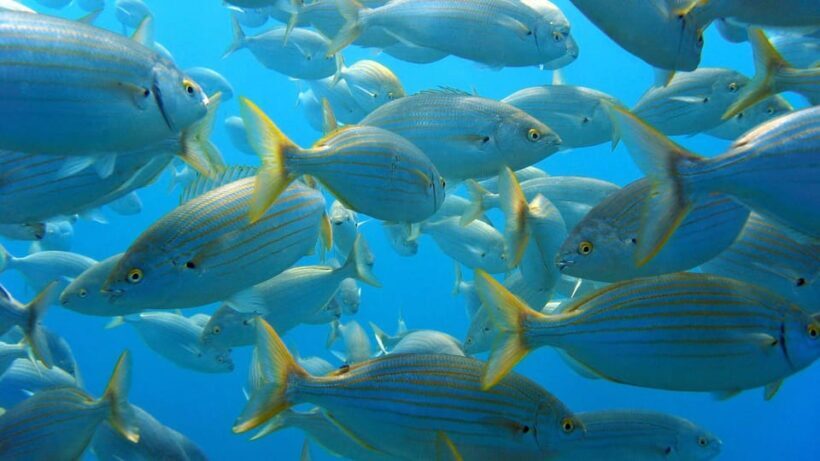 From San Teodoro: snorkeling in Tavolara and Molara - Introduction: A Snorkeling Adventure in Sardinia’s Marine Paradise
