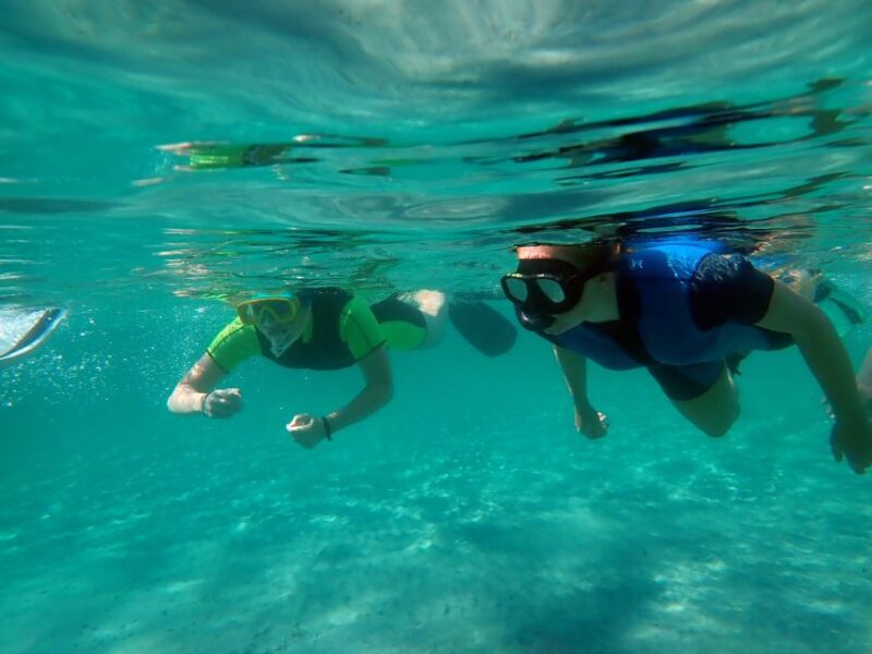 From Santa Pola: Snorkel Trip in Tabarca Island - The Marine Experience: What You Will See