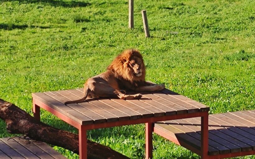 From Santander: Cabarceno Natural Park Half-Day Trip - The Sum Up