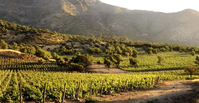 From Santiago: Maipo Valley Wine Tour - Exploring the Maipo Valley Wine Tour: What You Can Expect