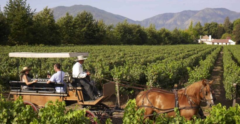 From Santiago: Private Colchagua Valley Wine Tour w/ Tasting - The Itinerary in Detail: What to Expect