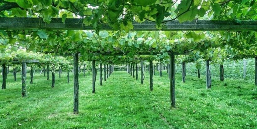 From Santiago: Rías Baixas Galicia Seafood & Wine Day Tour - Pricing and Value