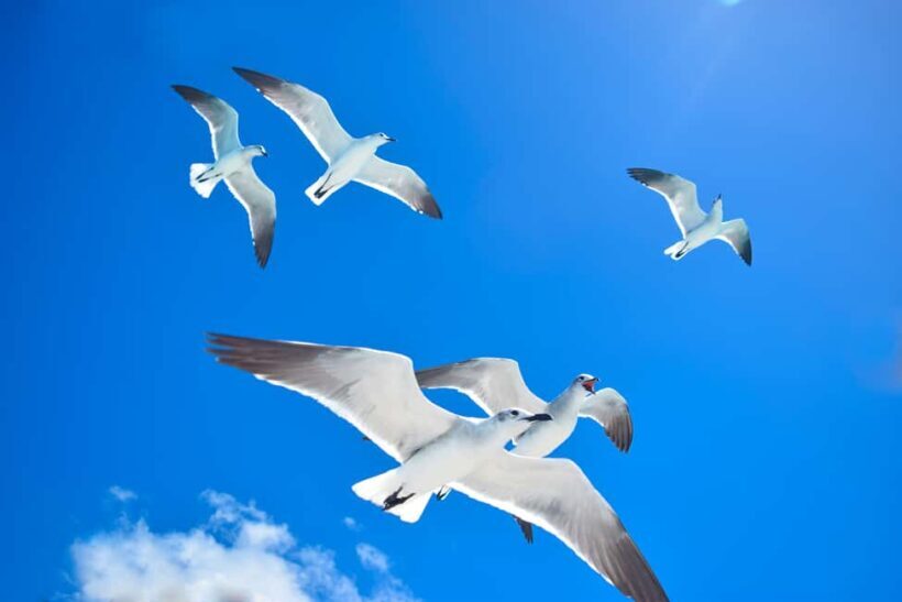 From Santo Domingo: Saona Island Day Trip w/ Lunch & Drinks - A Closer Look at the Saona Island Experience