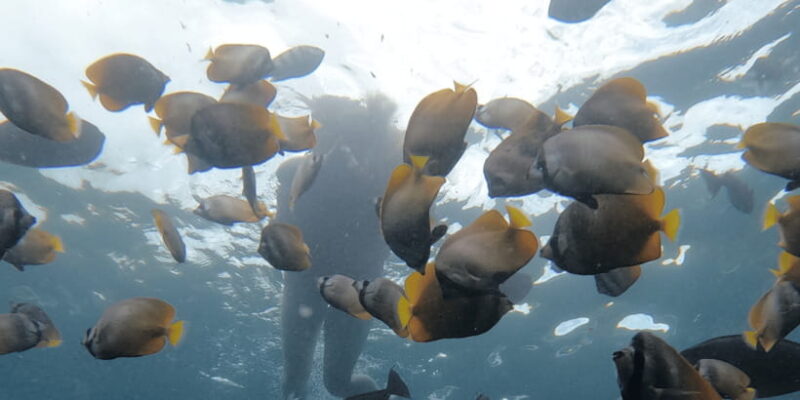 From Sanur : Snorkeling and Land Excursion at Nusa Penida - Practical Aspects and Logistics