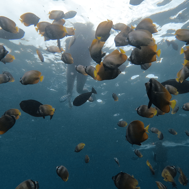 From Sanur : Snorkeling and Land Excursion at Nusa Penida - Real Insights from Past Travelers