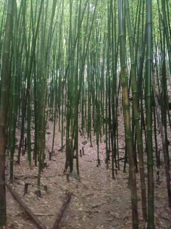 From Sapa: 2-Day Fansipan Peak Trekking Tour - Final Thoughts