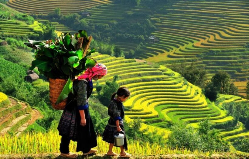 From Sapa: Full-Day Trekking Tour Lao Chai & Ta Van Villages - Who Will Love This Tour?