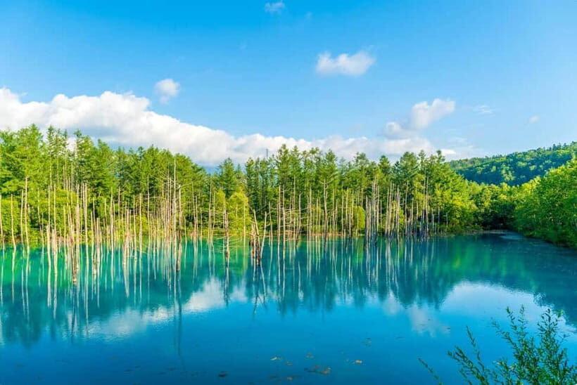 From Sapporo: Biei, Furano or Asahikawa Private Day Tour - Who this tour is best for
