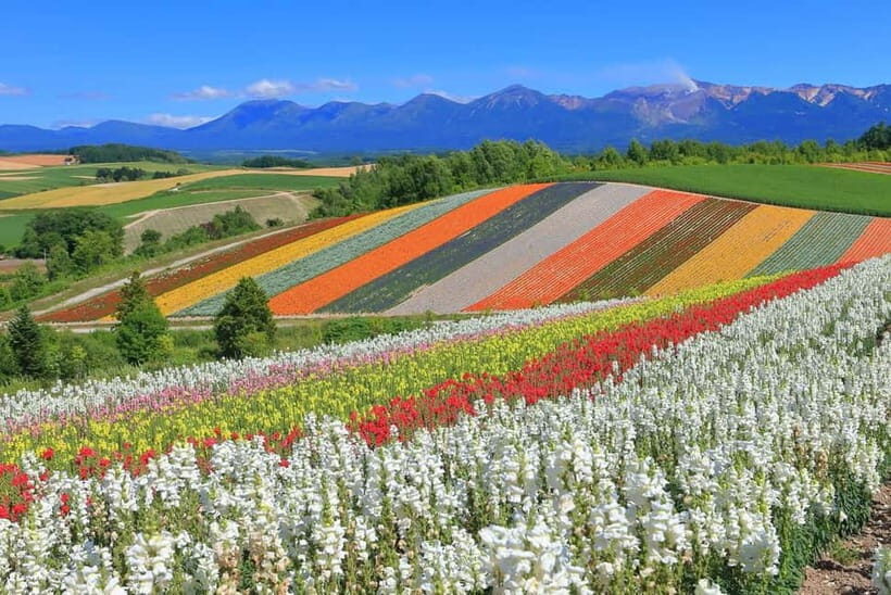 From Sapporo: Biei, Furano or Asahikawa Private Day Tour - The Value and Cost