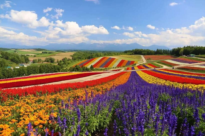 From Sapporo: Biei, Furano or Asahikawa Private Day Tour - Frequently Asked Questions