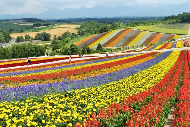 From Sapporo: Furano and Biei Vibrant Fields Tour - Itinerary Highlights