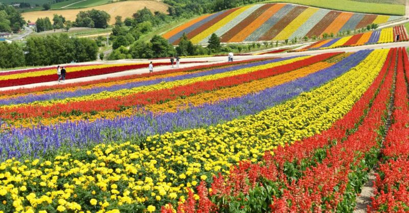 From Sapporo: Furano and Biei Vibrant Fields Tour - Discovering the Enchanting Blue Pond in Biei