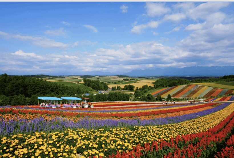 From Sapporo : Hokkaido Furano Tomita Farm Joiner Tour - Key Points
