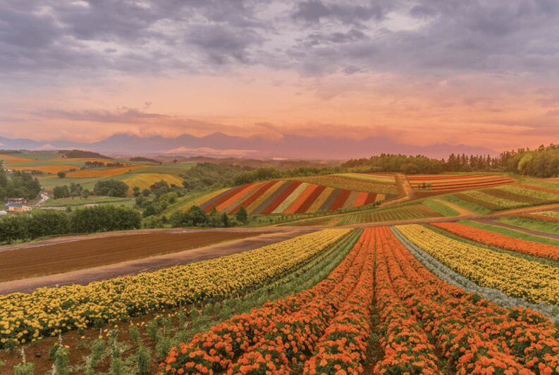 From Sapporo : Hokkaido Furano Tomita Farm Joiner Tour - Who Will Love This Tour?