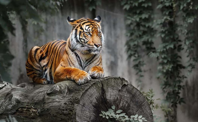 From Sariska: Official Tiger Safari in Open Jeep with Guide - A Detailed Look at the Safari Experience