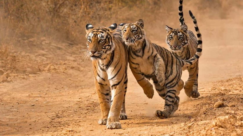 From Sariska: Official Tiger Safari in Open Jeep with Guide - Who Should Consider This Safari?
