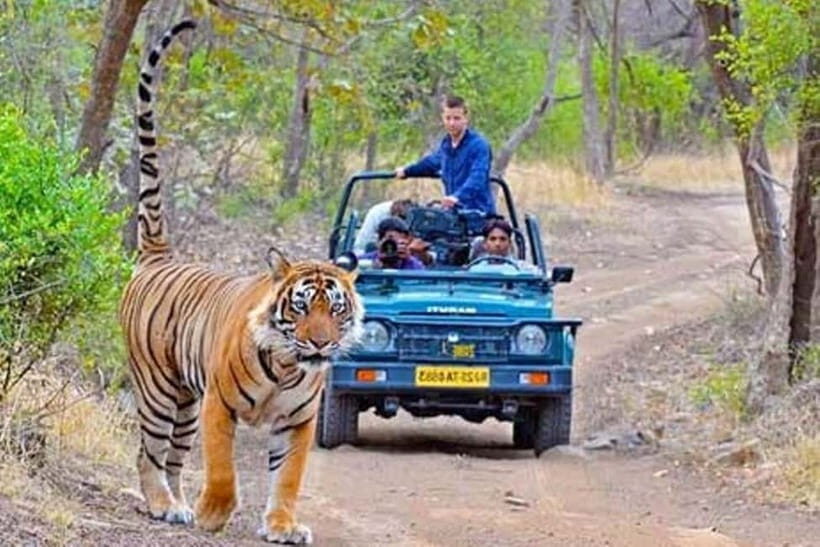 From Sawai Madhopur: Ranthambore National Park Jeep Safari - The Experience: What Travelers Can Expect
