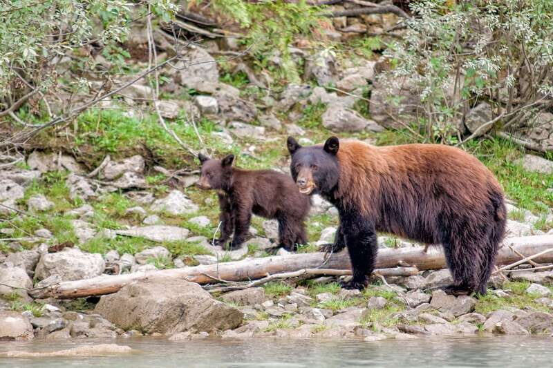 From Seattle: Canadian Rockies 7Day National Parks Tour - Final Thoughts: Is This Tour Right for You?