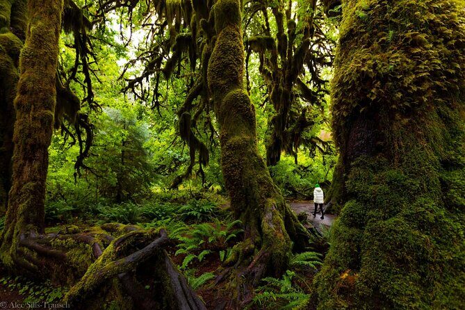 From Seattle Hoh rain forest and Olympic National Park Highlight - Authentic Experience and Value