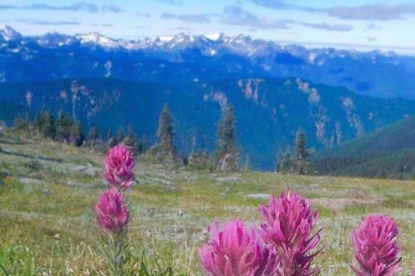 From Seattle: Olympic National Park Full Day Tour - Hidden Gems: Fern-Draped Waterfalls and Scenic Vistas