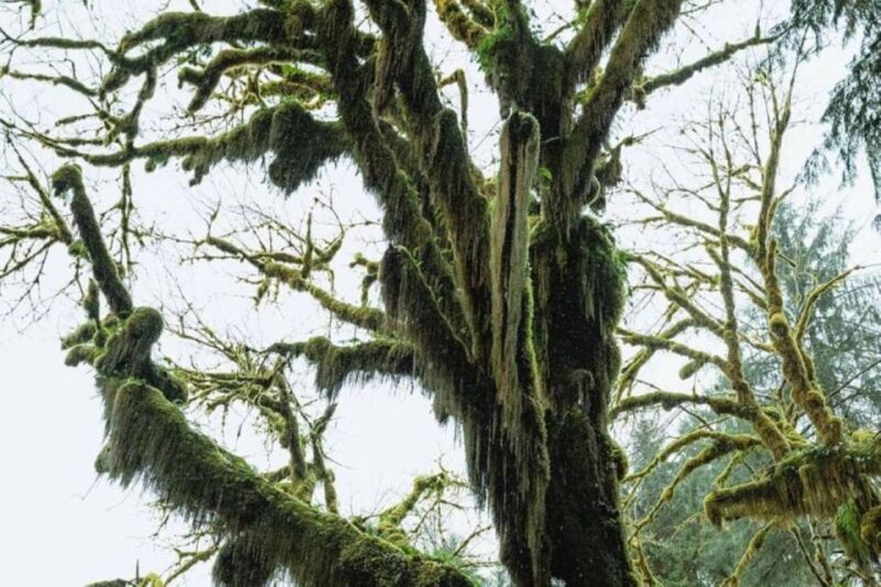 From Seattle: Twilight Forks Washington Tour - Practical Considerations