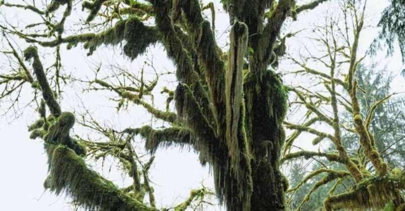 From Seattle: Twilight Forks Washington Tour - FAQ